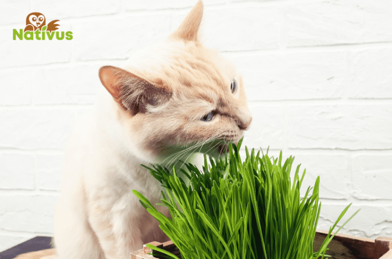 Todo sobre la Hierba Gatera · Haz feliz a tu gato » Nativus