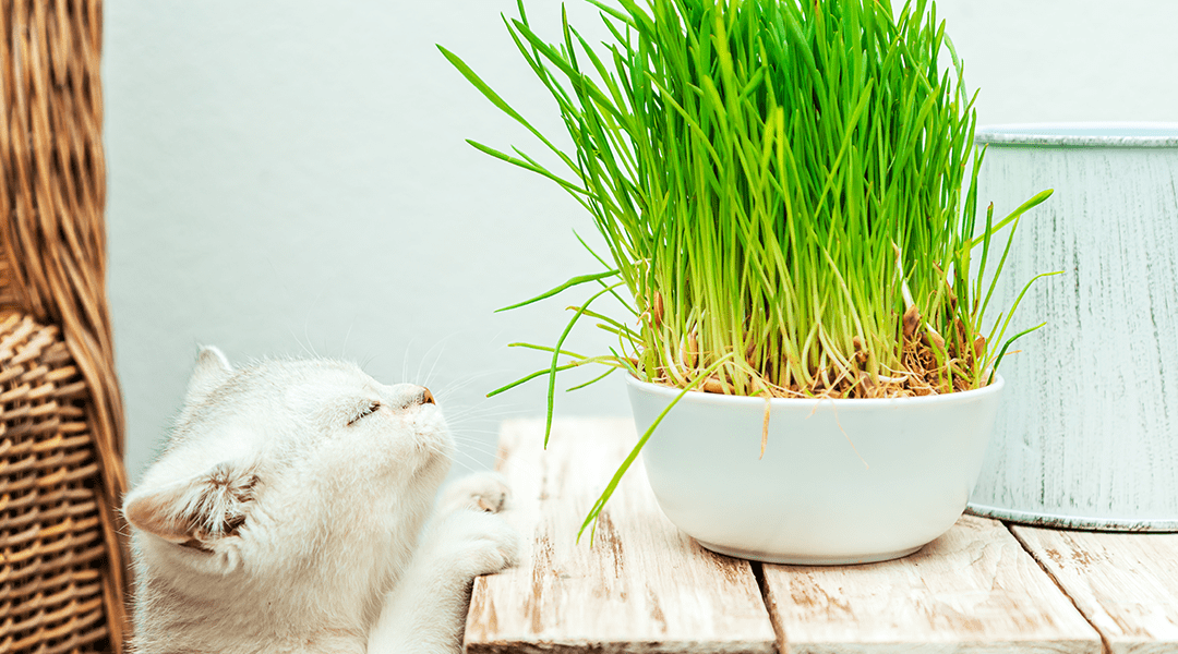 Todo sobre la Hierba Gatera · Haz feliz a tu gato » Nativus